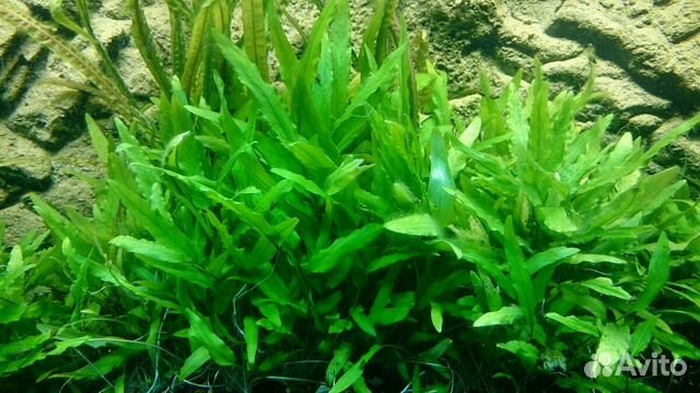 Аквариумное растение криптокорина,наяс,роголистник