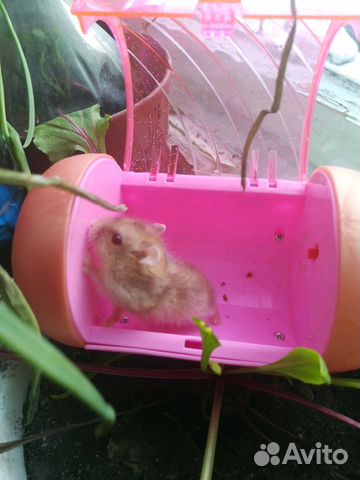 Подарок Ребенку (хомячки малышки "от Лари")