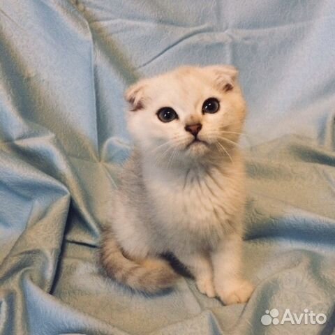 Серебристая шиншилла