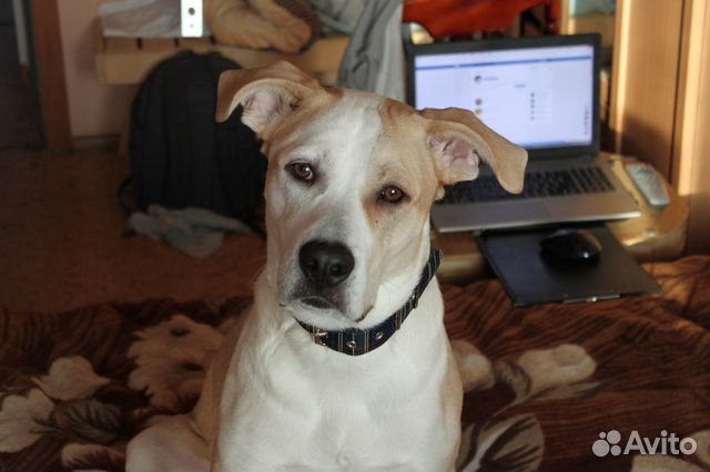 Гурд - ищет себе любящих хозяев