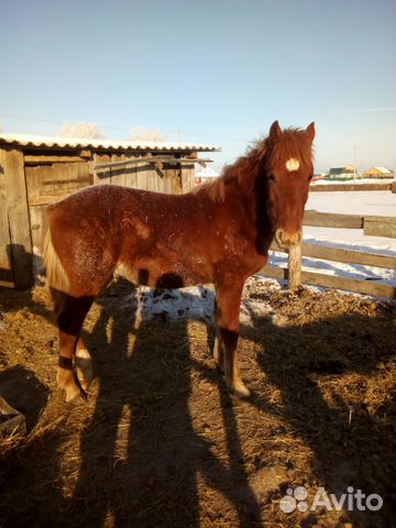 Кобыла жеребая