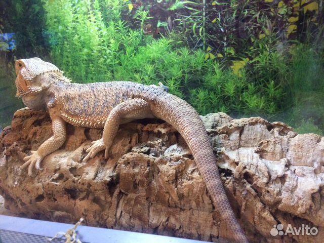 Бородатая Агама с террариумом
