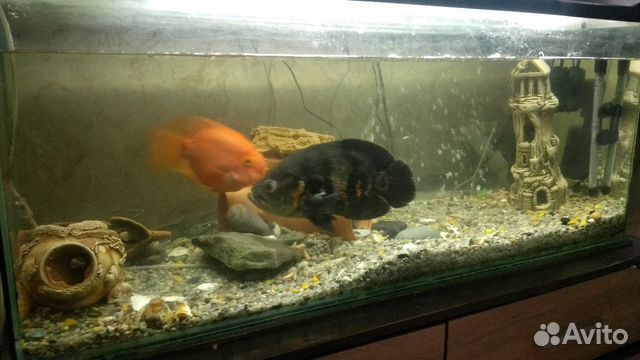 Аквариум и рыбки
