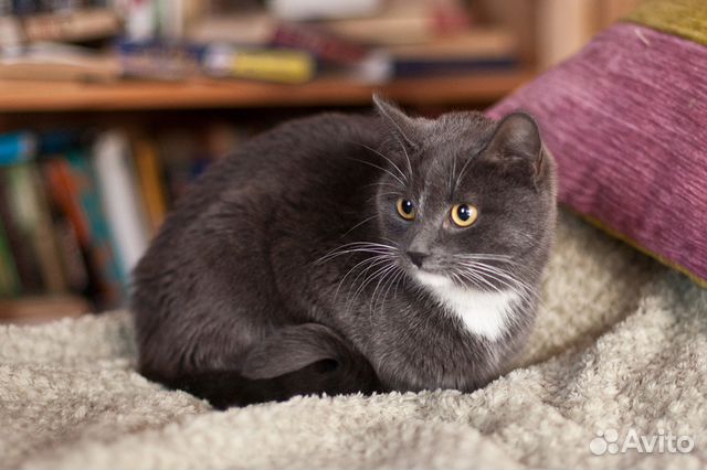 Ласковая молодая кошка