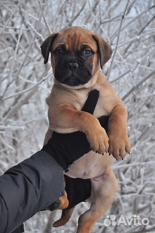 Бульмастиф