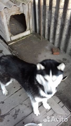 Ищем подругу