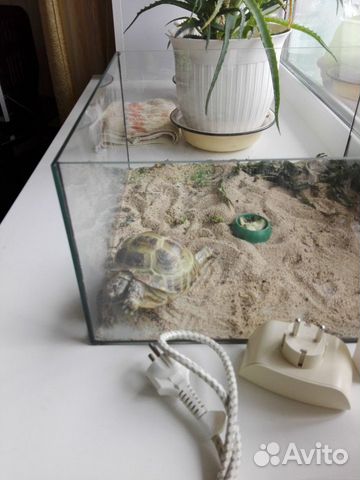 Сухопутная черепаха