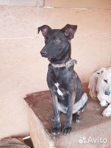 Собака в добрые руки