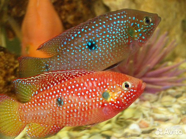 Хромис красавчик, меченосцы, хаплохромис васильков