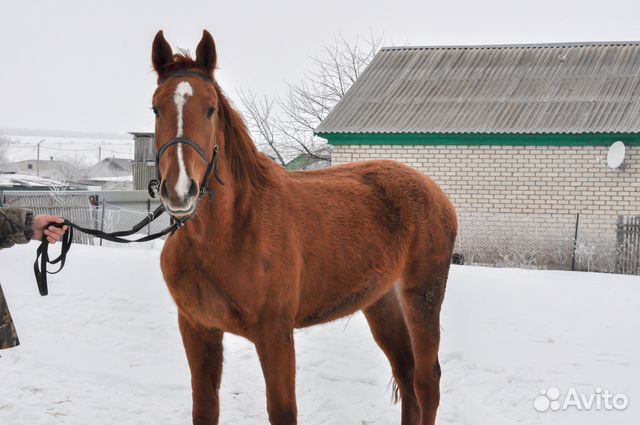 Донские кобылы 2016 года