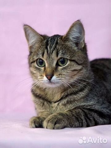 Мусильда ждёт заботливую хозяйку