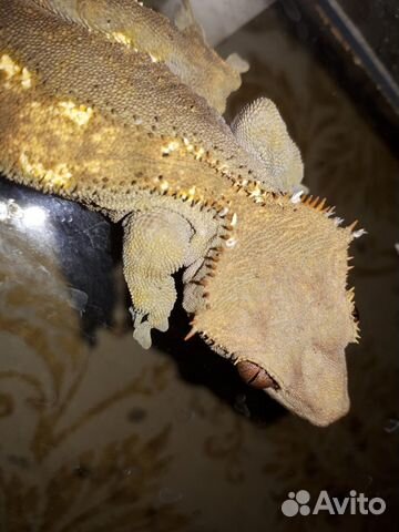 Реснитчатый бананоед самец 2.5 года