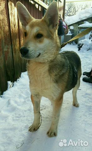 Щенок кобель