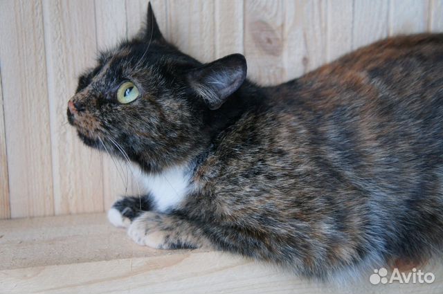 Челси кошка 2 года