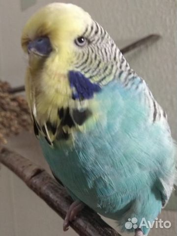 Попугай чех