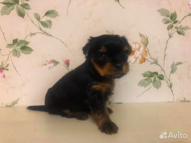 Йоркширский терьер