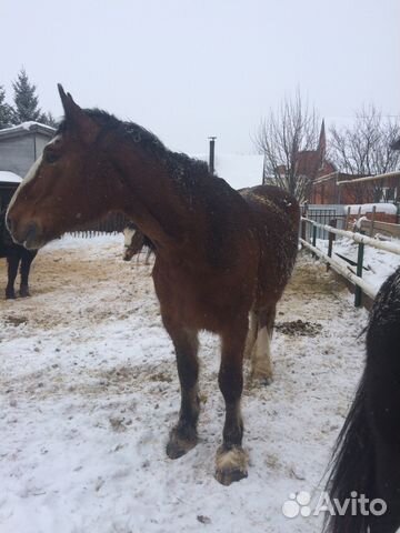 Кобыла Владимирская