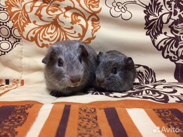 Морские свинки селф