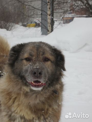 Берта в поисках дома