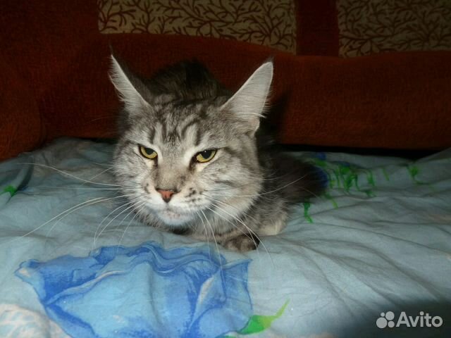Продается подрощенная кошечка породы Мейн-кун
