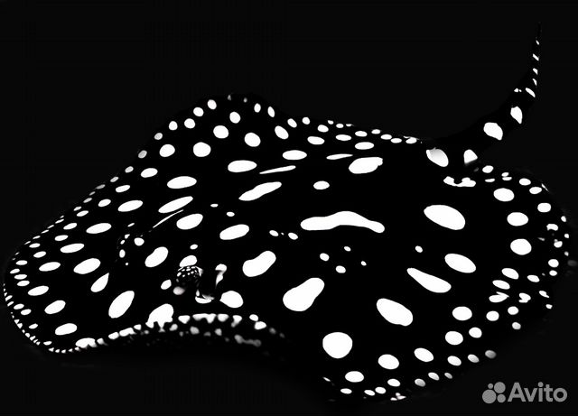 Скаты Leopoldi Black Diamond собств. разведения