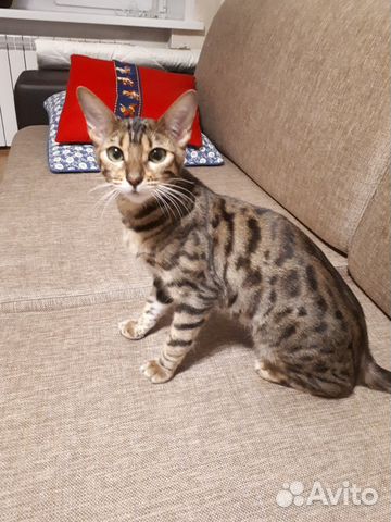 Бенгальская кошка