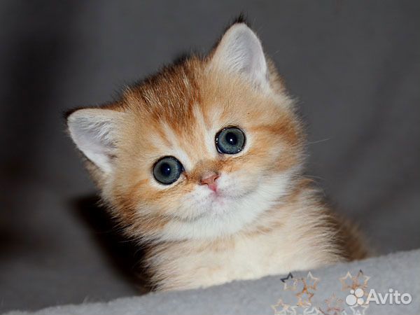 Солнечный золотой котик