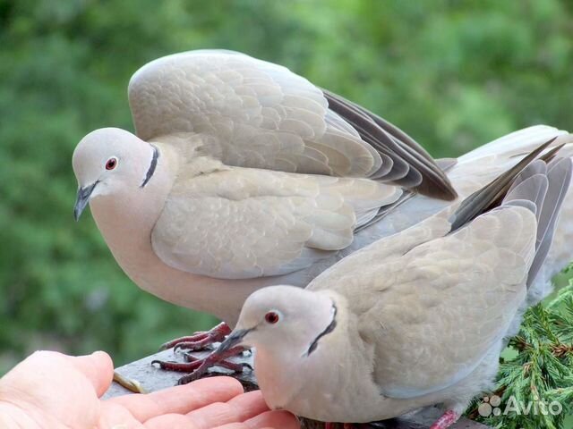 Продаю кольчатых горлиц
