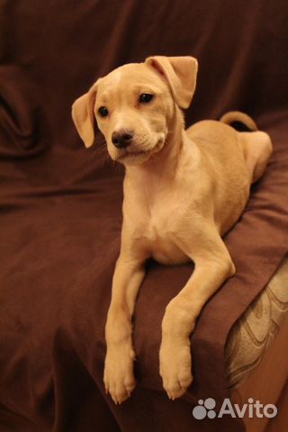 Сладкие щеночки в дар