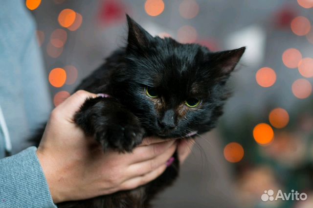 Самый ласковый кот Мачо ищет семью