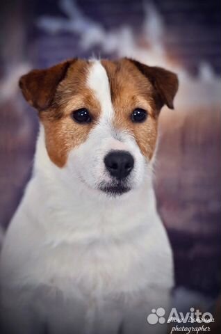 Подрощенный щенок дрт