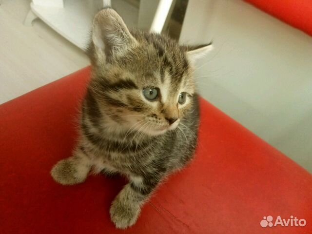 Умняшки грусняшки котята