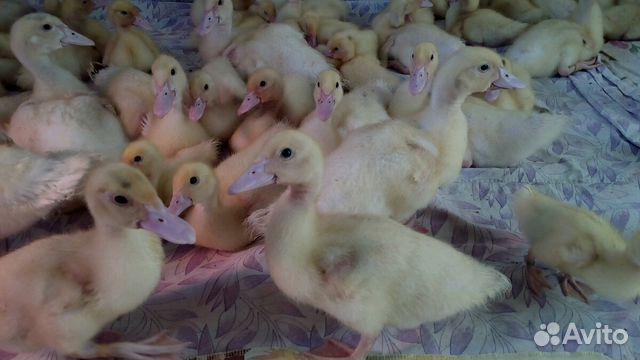 Мускусные утята