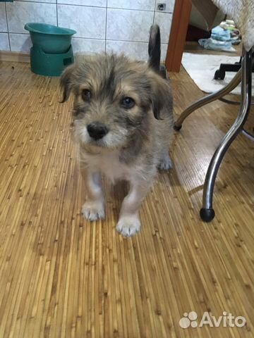 Шерстяные хвостики