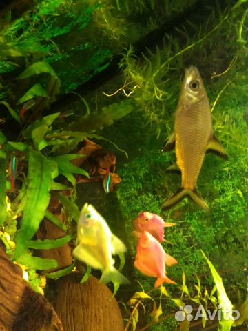 Акулибалу обмен