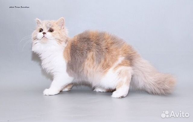 Британская лилово-кремовая биколор кошечка