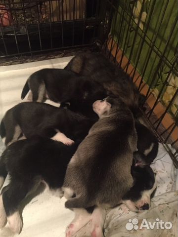Отдам щенят (помесь лайки и хаски)