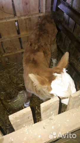 Продаётся тёлочка 11 дней