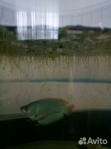 Лялиус в добрые руки