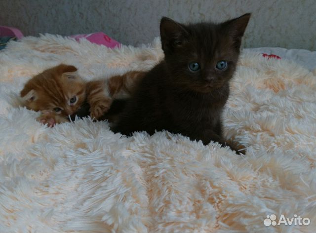 Котята малыши
