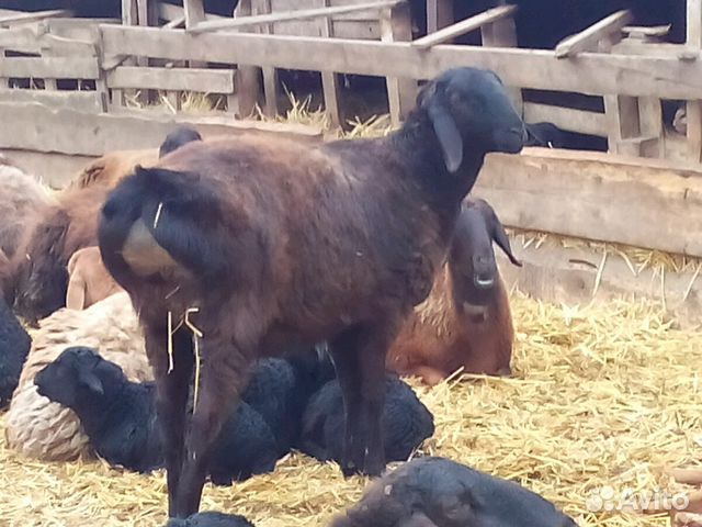 Матки и ярки гиссарской породы