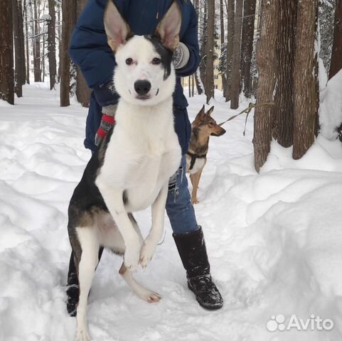 Красавицу Бэллу в дар