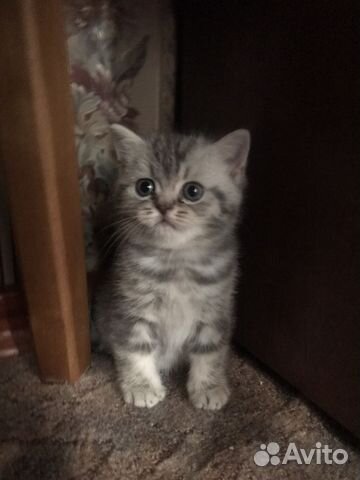 Шотландский котёнок