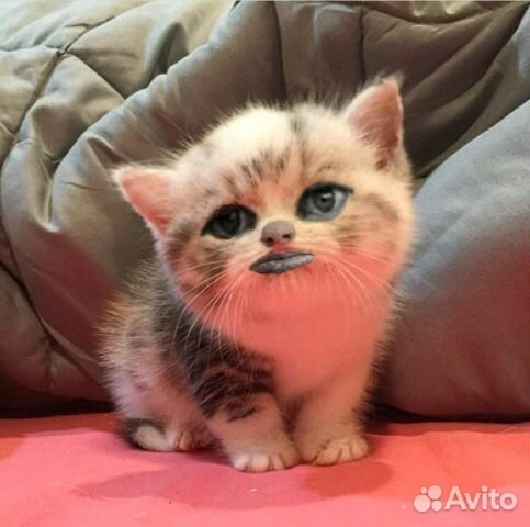 Продам кота Глада Валакаса