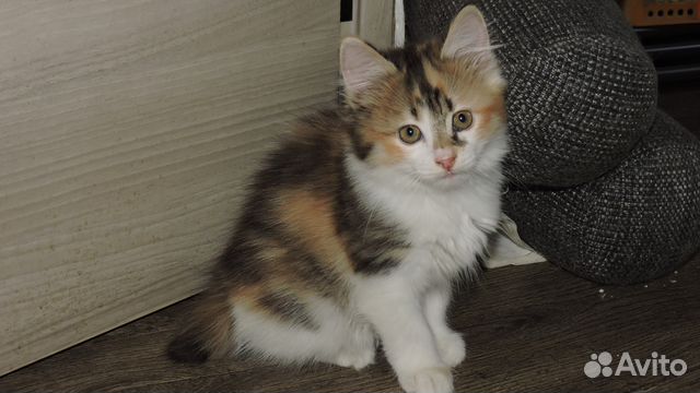 Кошечка курльского бобтейла