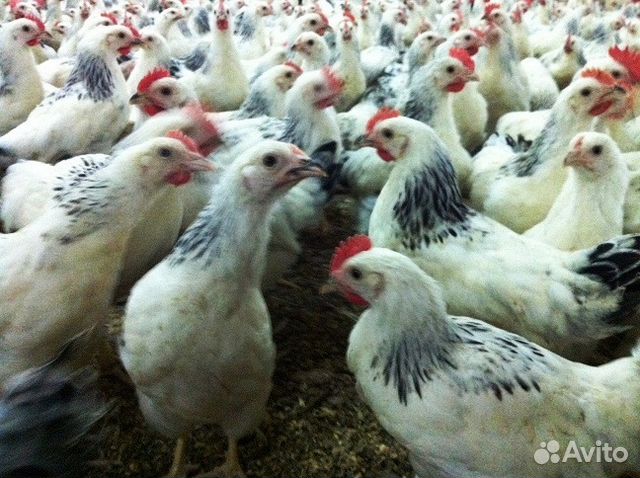 Петушки подрощеные