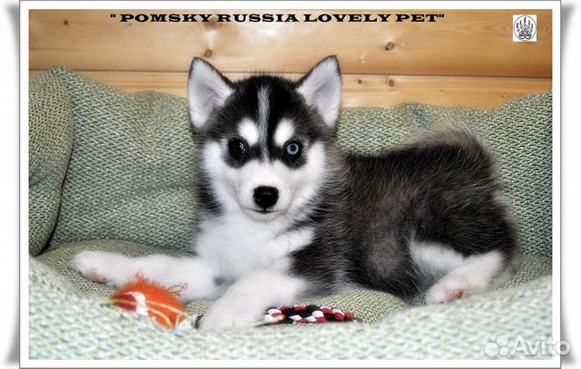 Помски мини хаски