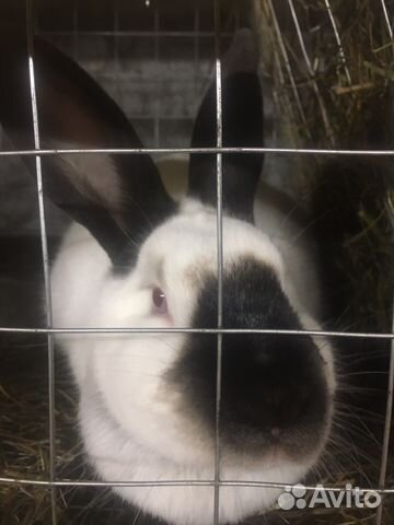 Самцы калифорнийцы