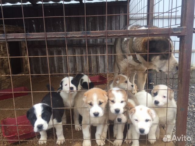 Среднеазиатская овчарка