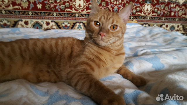 Домашний кот маркиз